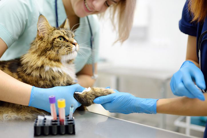 Injection Molding for Veterinary Devices: Choosing the Right Veterinary ...